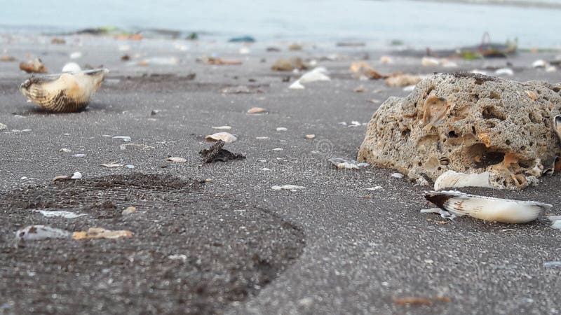 Coral Reefs Stranded on a Beautiful Beach Stock Photo - Image of reefs ...