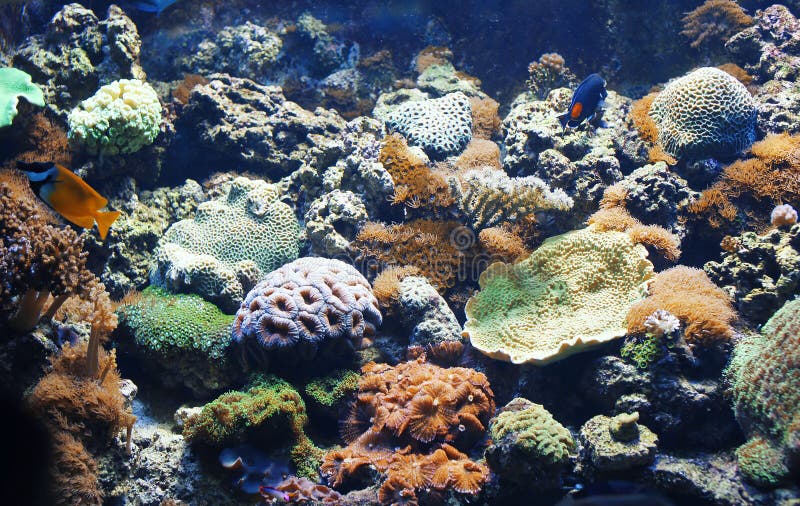 Coral Reefs and Tropical Fishes at the Bottom Stock Photo - Image of ...