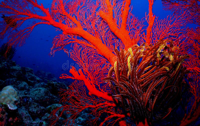 Coral Reek stock photo. Image of reef, scuba, water, ocean - 17546476