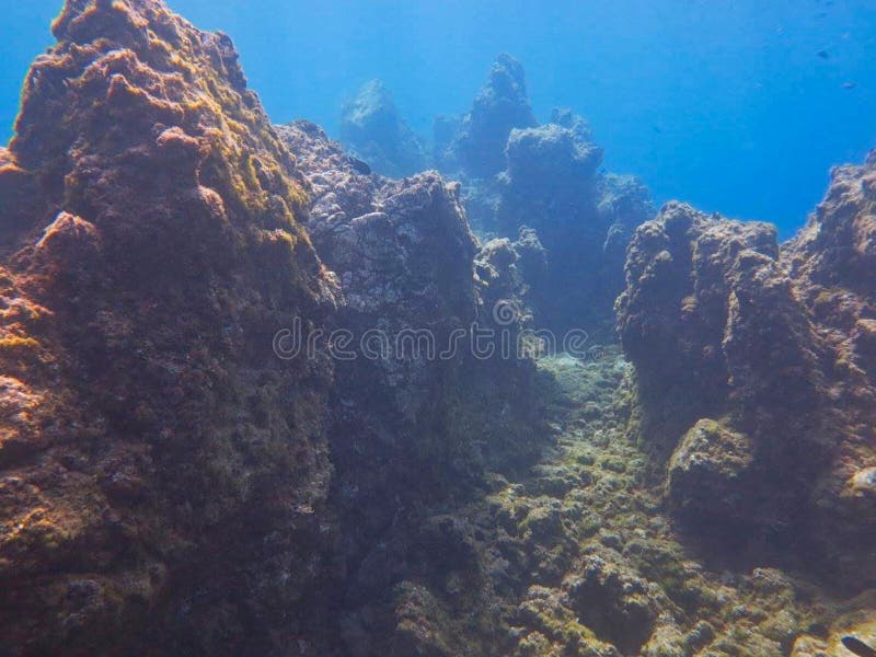 A Coral Riff Underwater Diving Stock Photo - Image of global, reef ...
