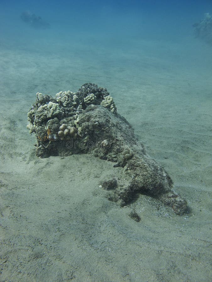 Coral rock stock image. Image of aqua, diver, fish, exotic - 34057925