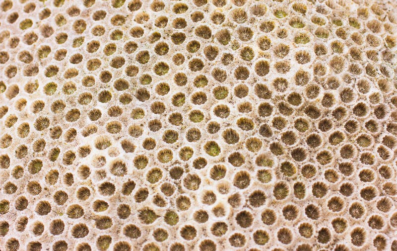 Coral Rock Texture stock photo. Image of ocean, backgrounds - 18654918