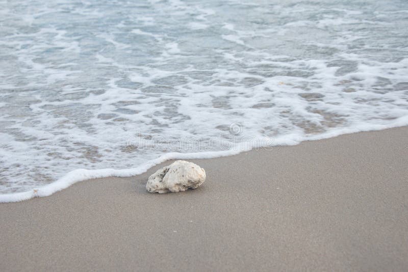 Sandy Seashells on the Beach Stock Image - Image of photographer ...