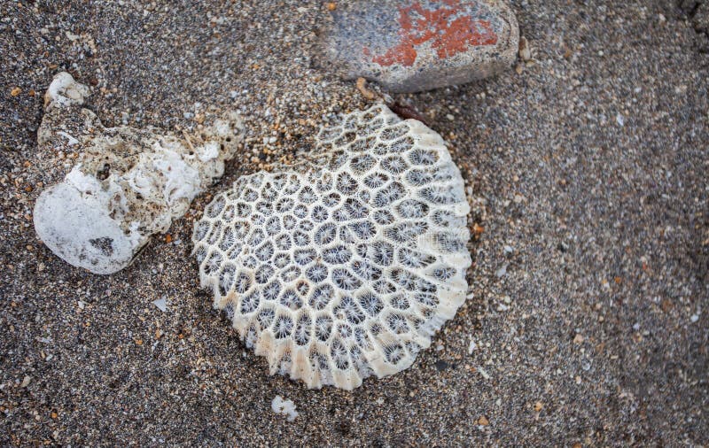 Coral Rocks from the Ocean on the Beach Sand Stock Photo - Image of ...