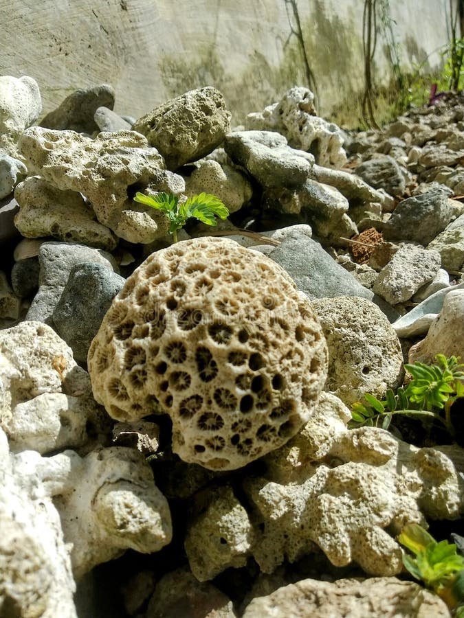 Coral Rocks from the Sea are Made for Home Yard Design, Stock Image ...