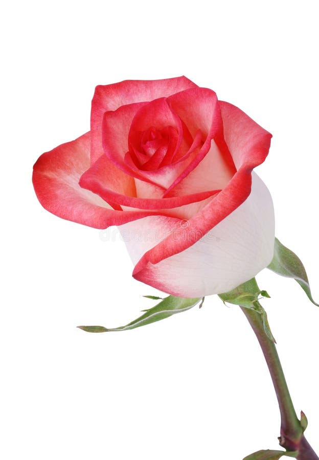 Coral Rose Isolated on White Stock Image - Image of palette, rosa ...