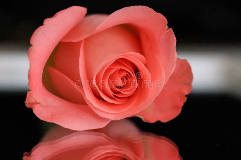 Two coral colored roses stock image. Image of happiness - 108604599