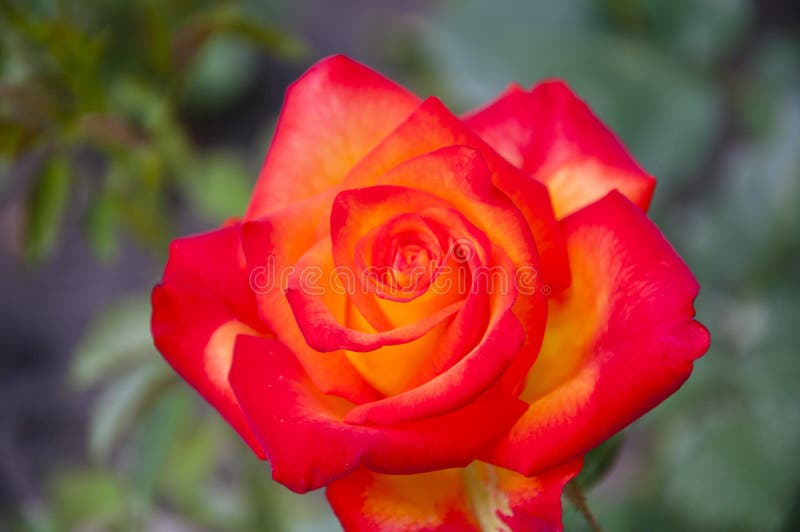 Coral Rose Flower. Beauty of Spring and Summer Nature Stock Image ...
