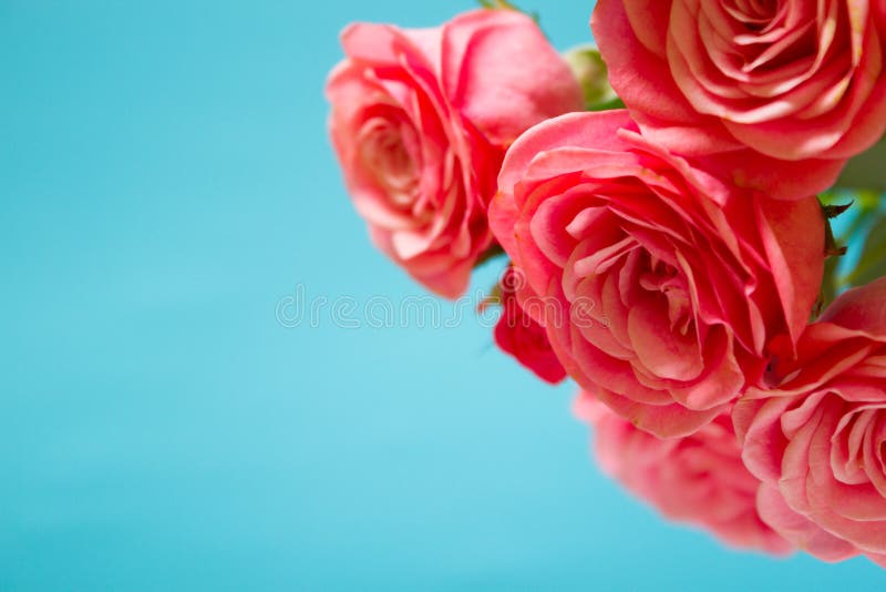 Coral rose flower stock photo. Image of plant, rose - 159132500