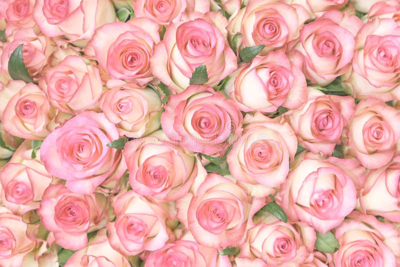 Coral Rose Flower. Detailed Retouch Stock Image - Image of beautiful ...