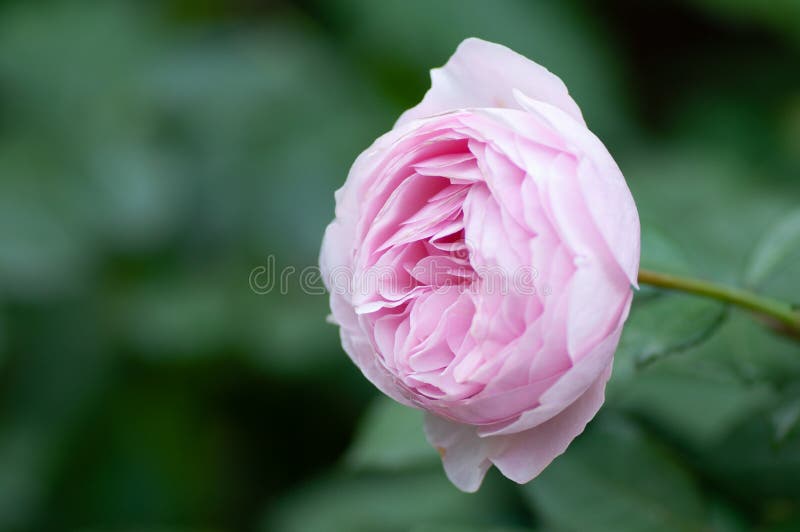 Coral Rose Flower in Roses Garden. Side View Stock Image - Image of ...