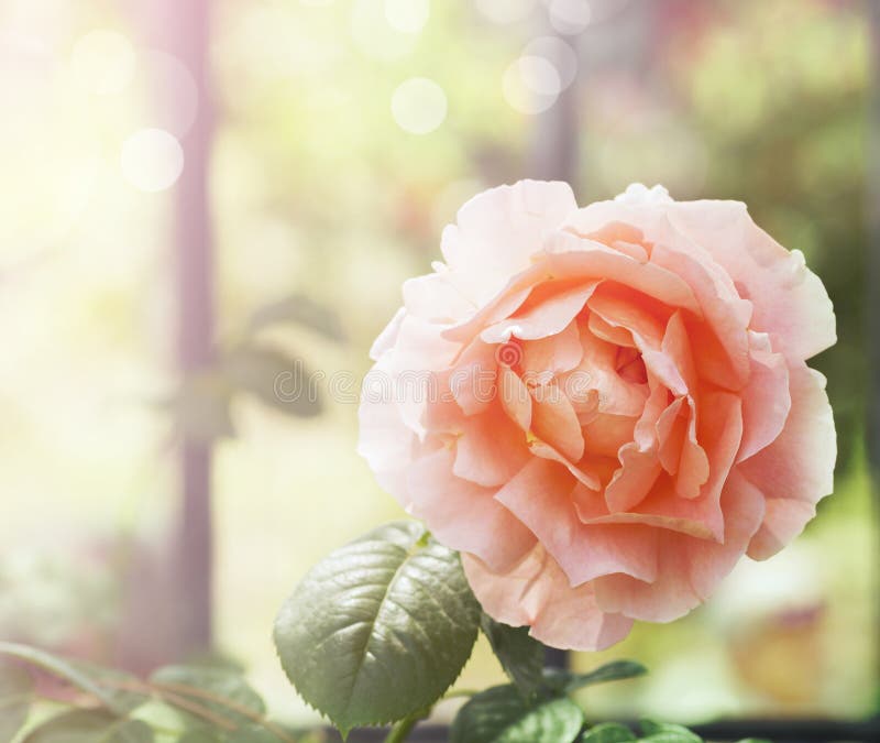 Coral Rose Isolated on White Stock Image - Image of trendy, coral ...