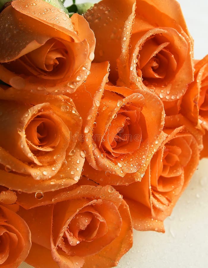 Coral roses stock image. Image of buds, water, bunch, birthday - 4096385