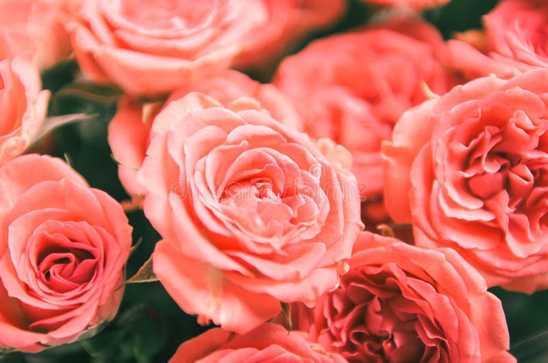 Coral Roses in a Bouquet. Floral Background Stock Photo - Image of ...