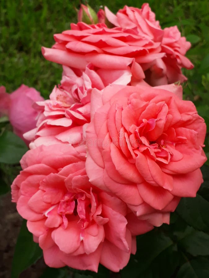 Coral roses in a garden stock photo. Image of peony - 182877166