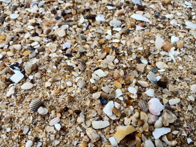 Coral and sand stock photo. Image of wildlife, flooring - 180410962