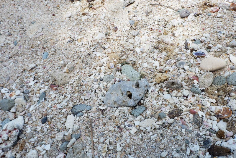 Coral, Sand and Lots of Pebbles Along the Beach Stock Image - Image of ...