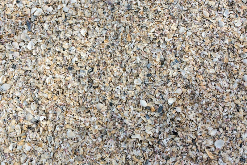 Coral sand stock photo. Image of pattern, abstract, conch - 33610300