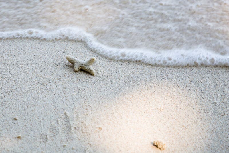 Coral on the sand stock image. Image of tasty, white - 45805237