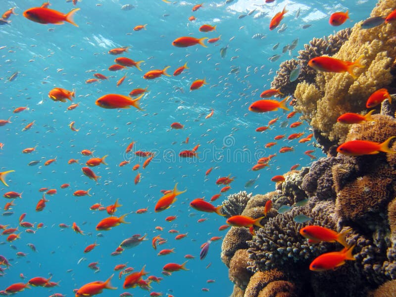 Tropical Fish and Coral Reef Stock Photo - Image of animal, floor: 52284560