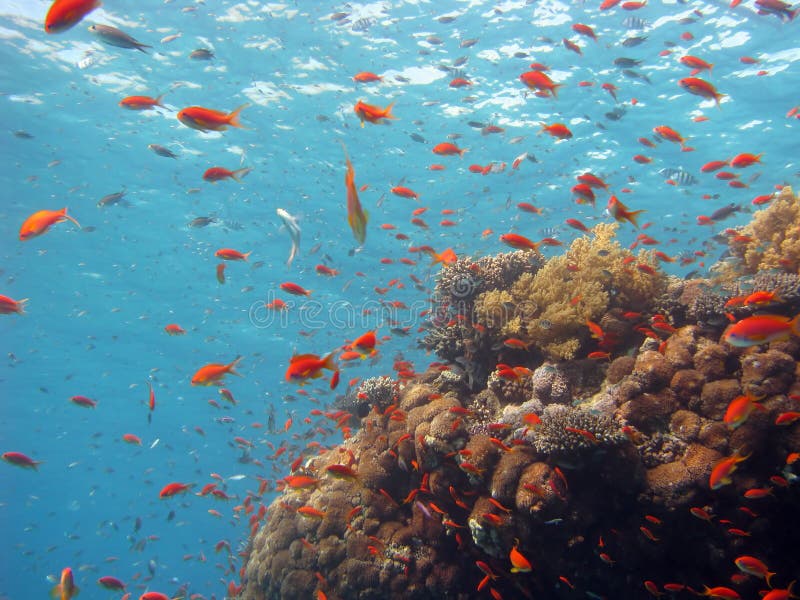 Coral Scene stock image. Image of underwater, diving, hardcoral - 3886559