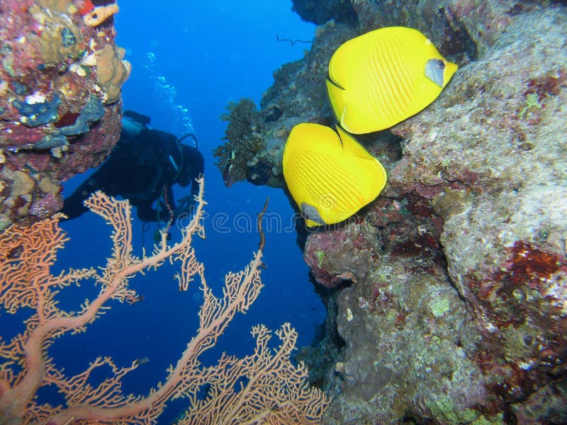 Coral scene stock photo. Image of reef, diving, scene - 6398028