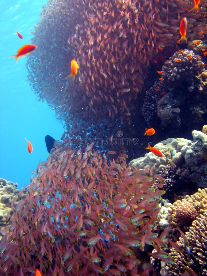 Coral Scene stock image. Image of hardcoral, reef, exploration - 6701837