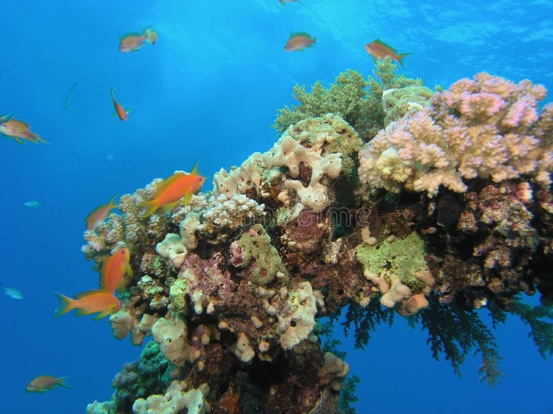 Coral scene on the reef stock photo. Image of scuba, reflection - 13821642