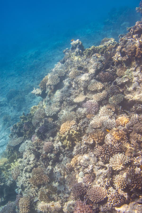 Coral scene at Red Sea stock image. Image of beauty, leisure - 40776017