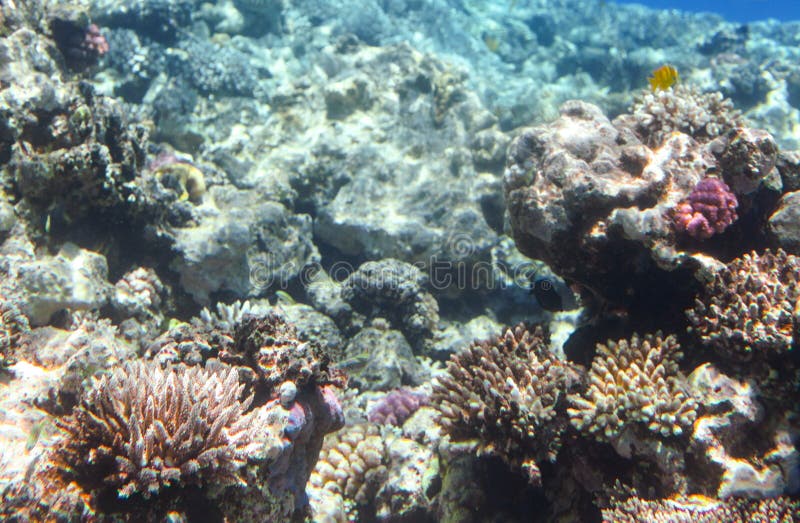 Coral scene at Red Sea stock photo. Image of scuba, animal - 40776786