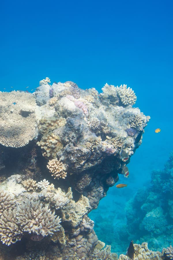 Coral scene at Red Sea stock image. Image of fish, reef - 40775869