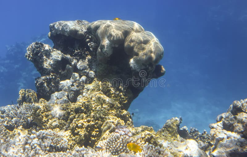 Coral scene at Red Sea stock photo. Image of animal, saltwater - 40776178