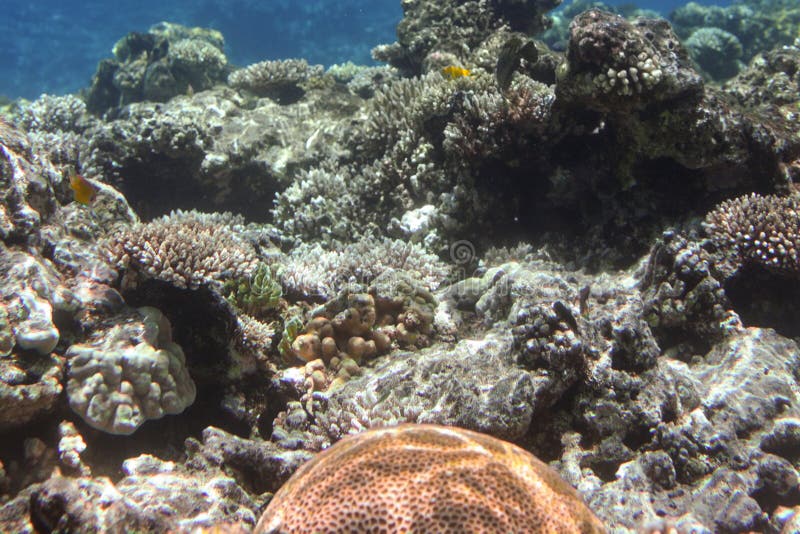 Coral scene stock photo. Image of scenics, journey, colony - 40776484