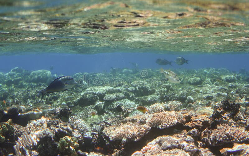 Coral Scene with Tropical Fish at Red Sea Stock Photo - Image of africa ...