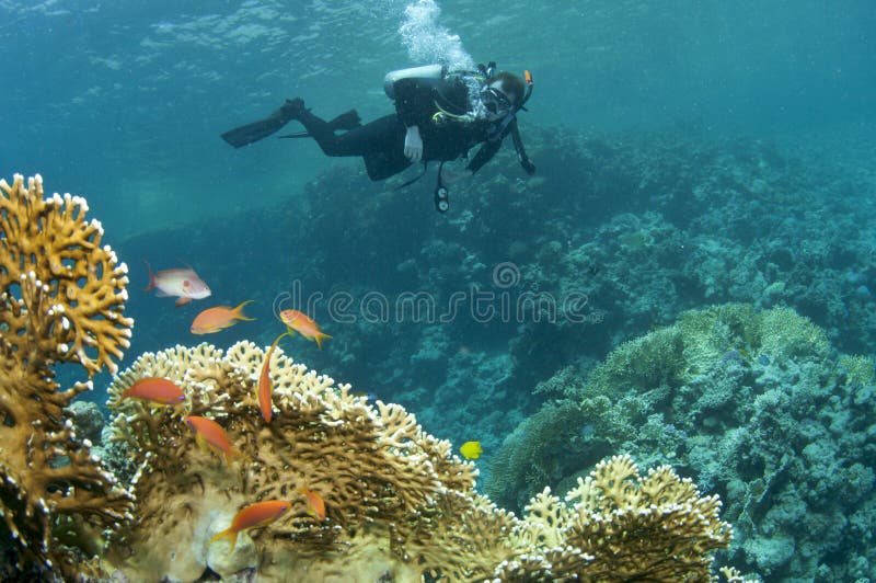 Coral And Scuba Diver Picture. Image: 15424279
