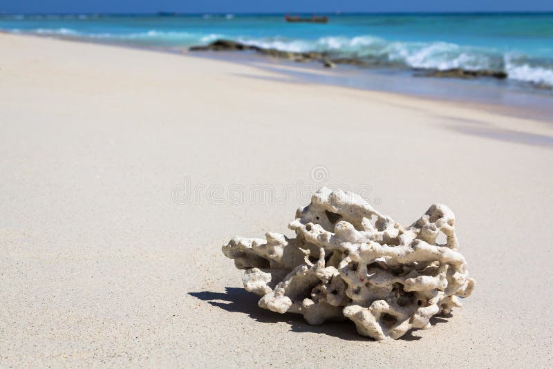 Coral stock photo. Image of relaxation, sand, wave, beach - 59546488