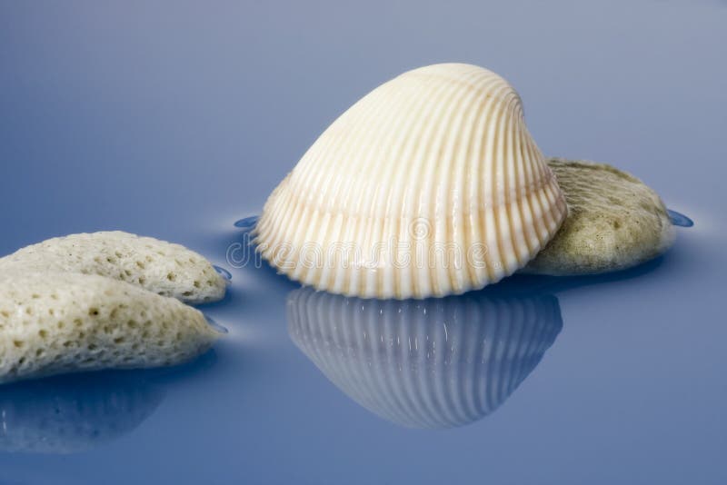Coral and sea shell stock photo. Image of aqua, closeup - 2710458