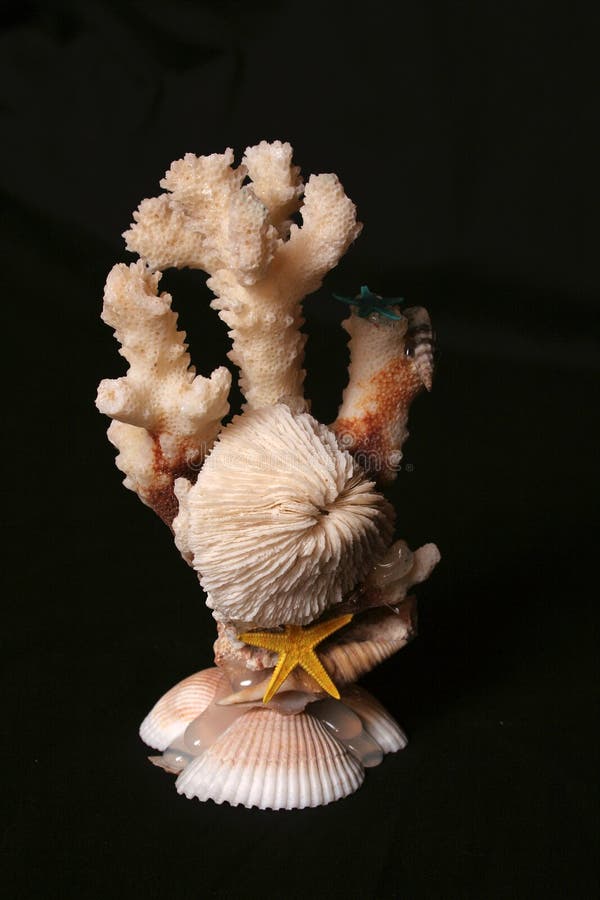 72,029 Seashells Stock Photos - Free & Royalty-Free Stock Photos from ...