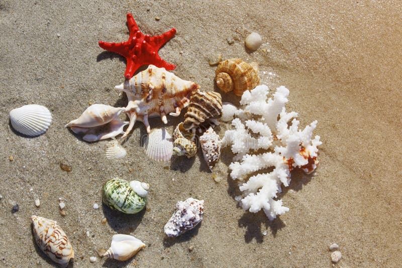 Coral, Seashells and Starfish Stock Photo - Image of sand, vacation ...