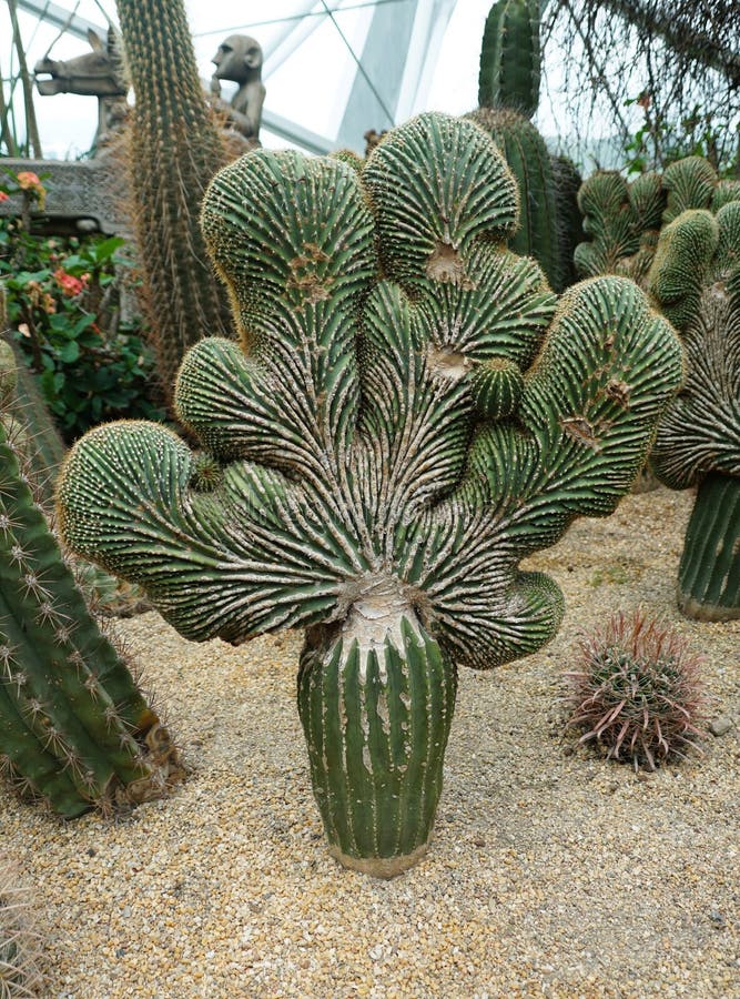 Coral Shape Cactus, Also Known with Scientific Name Strictum Crestata ...
