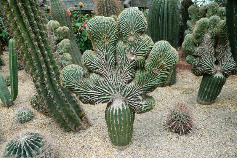 Coral Shape Cactus, Also Known with Scientific Name Strictum Crestata ...