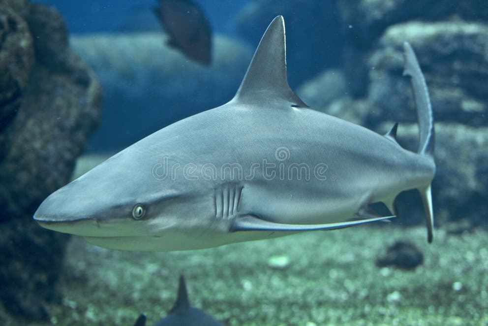 Coral Shark stock image. Image of super, tail, fish, ocean - 8247255