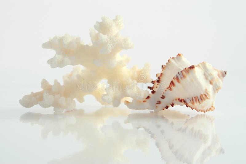 Coral & shell stock photo. Image of maritime, delicate - 10989574
