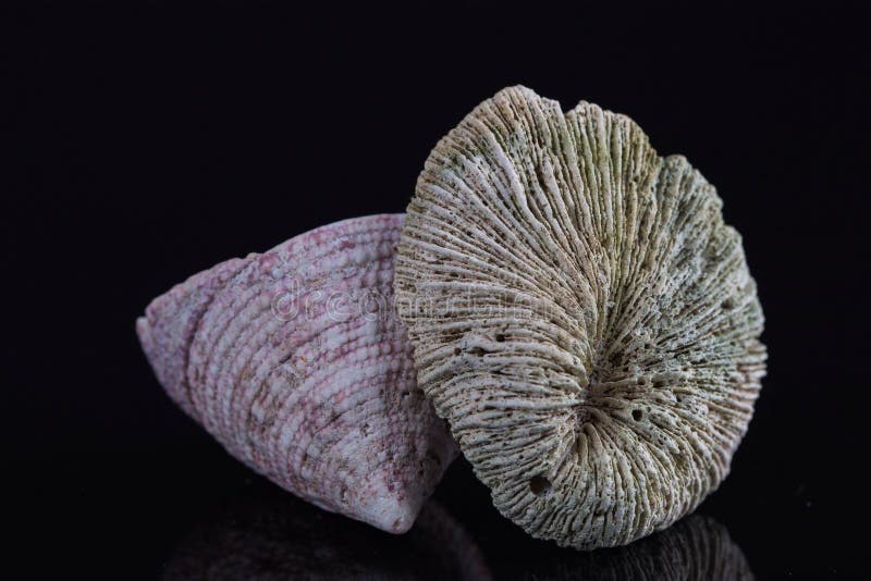 Coral and shell stock photo. Image of coralpolyp, details - 80009994