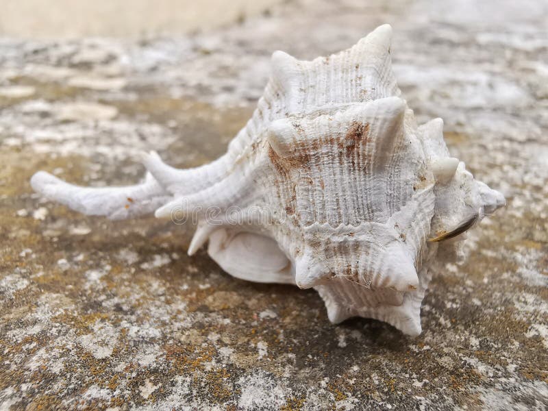 Coral shell on the ground stock image. Image of shell - 182982407