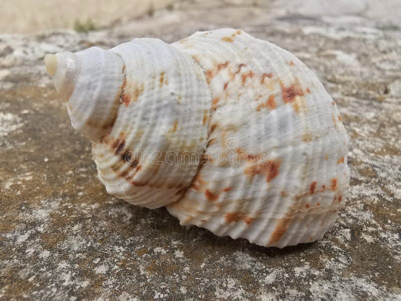 Coral shell on the ground stock photo. Image of produce - 182982516