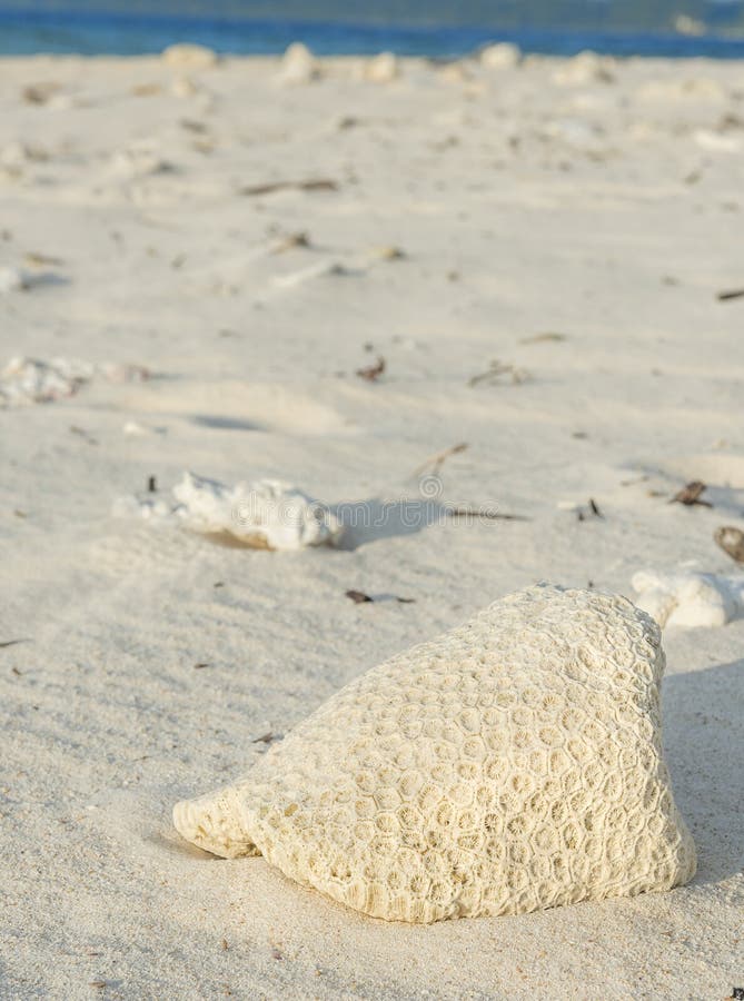 Coral shell at sea beach stock photo. Image of pattern - 65114554