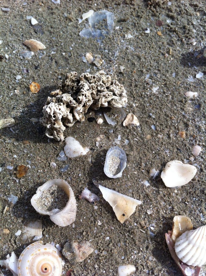 Coral and shell editorial stock photo. Image of coral - 42729148