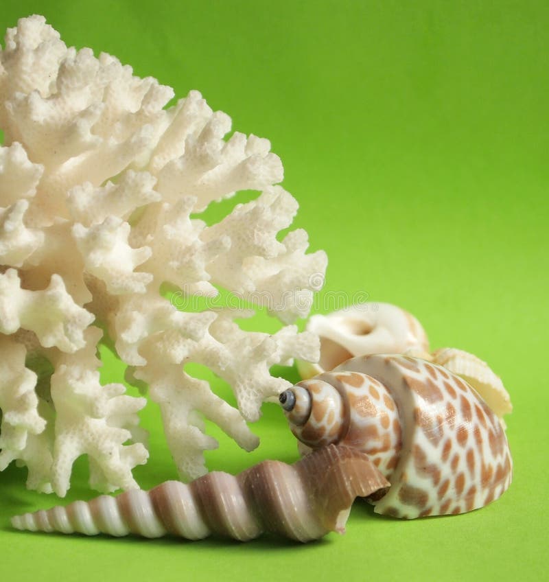 Coral and shells stock photo. Image of corals, coral - 35281070