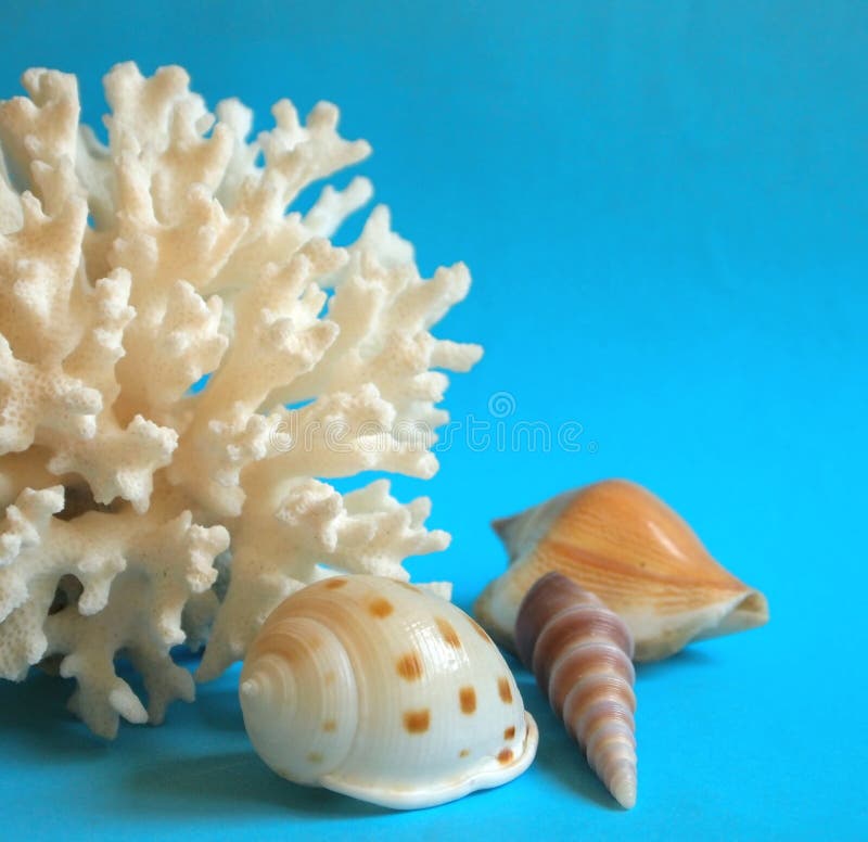 Coral and shells stock photo. Image of corals, coral - 35281070